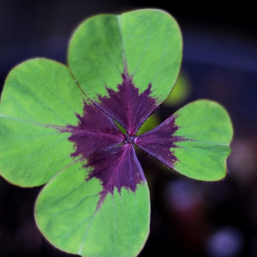 Trébol de 4 Hojas - Magia Natural y Planta de la Suerte